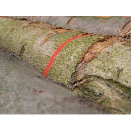 FLUO MARKER tree marking spray paint - SOPPEC | Technima